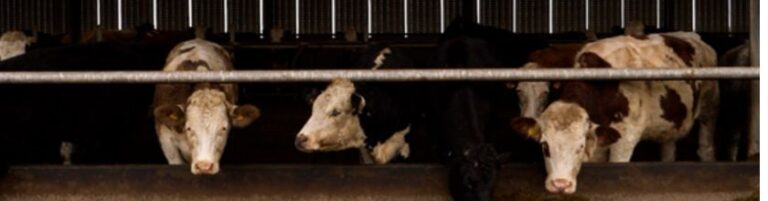 A Practical Guide to Selecting Finished Cattle | Helping farmers in ...