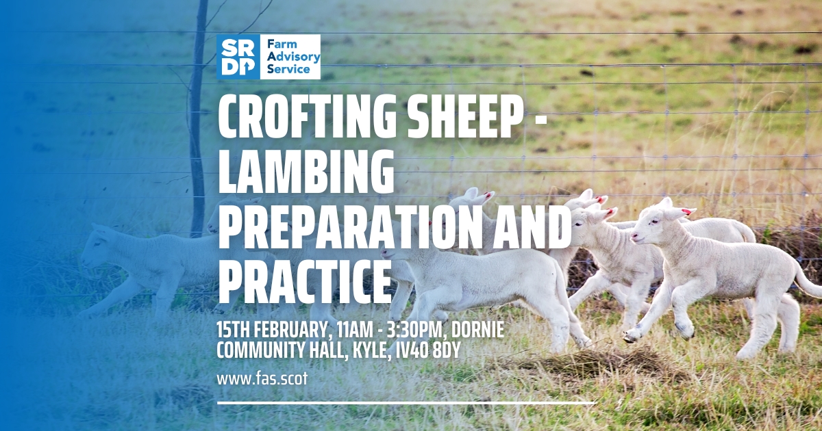 Crofting Sheep - Lambing Preparation and Practice | Events helping ...