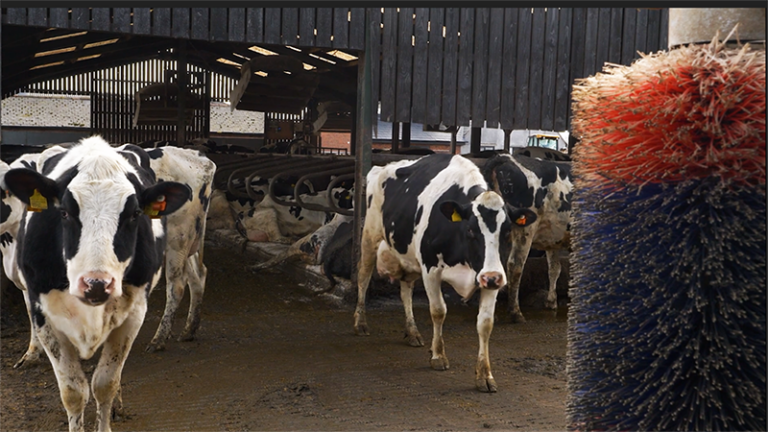 Uterine Prolapse in Dairy Cattle | Helping farmers in Scotland