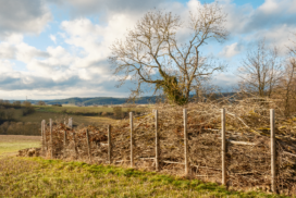 The Benefits of Dead Hedges and How to Build Them | Helping farmers in ...