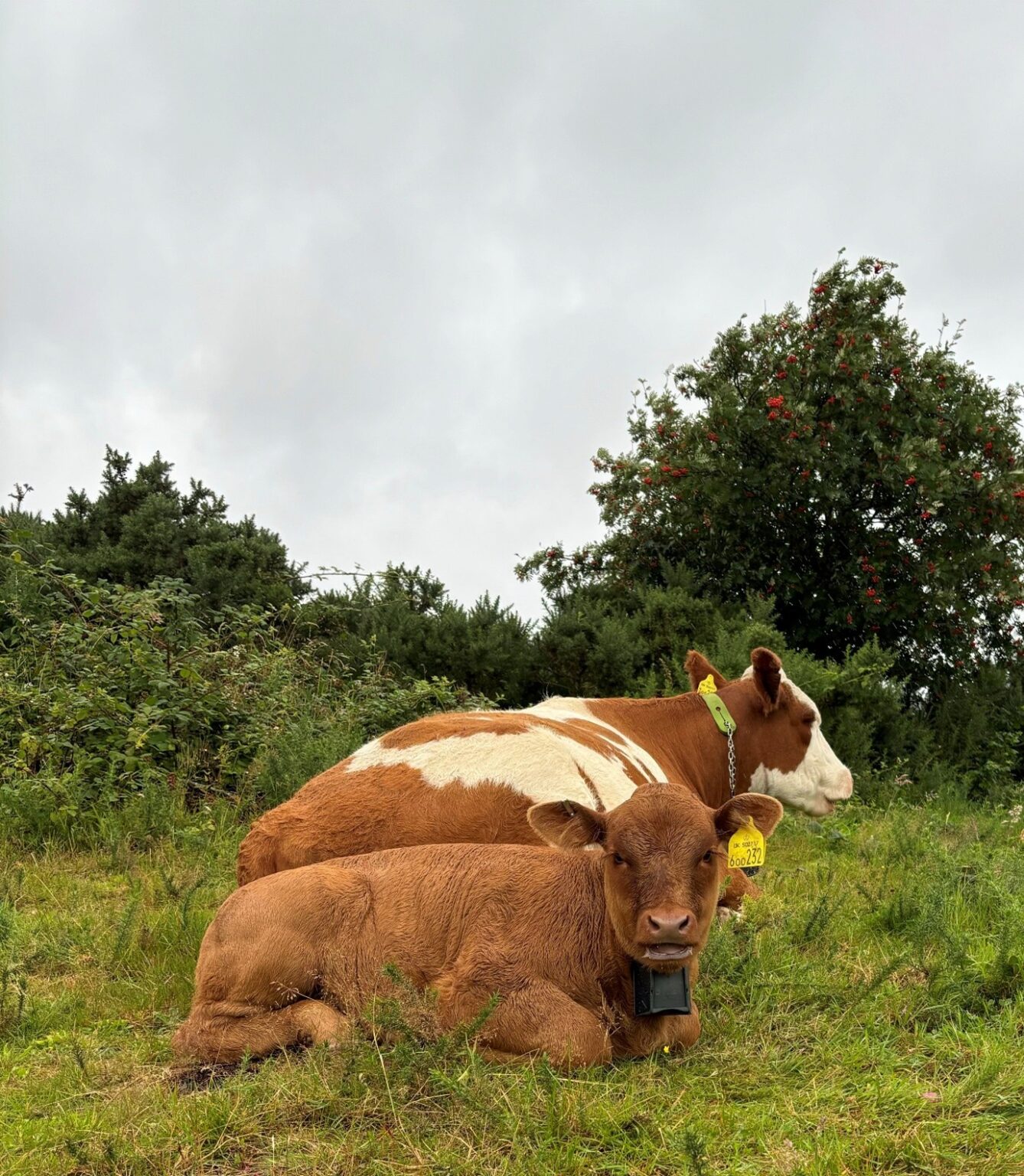 Calving Intervals and Small Herds | Helping farmers in Scotland