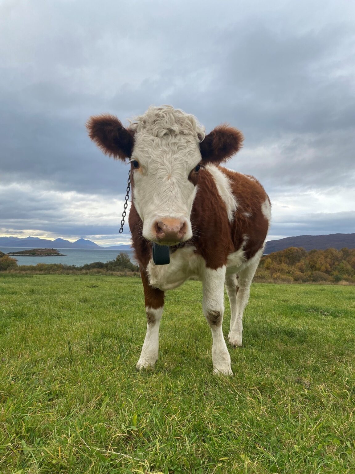 Calving Intervals and Small Herds | Helping farmers in Scotland