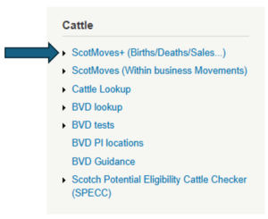 Calving Intervals and Small Herds | Helping farmers in Scotland