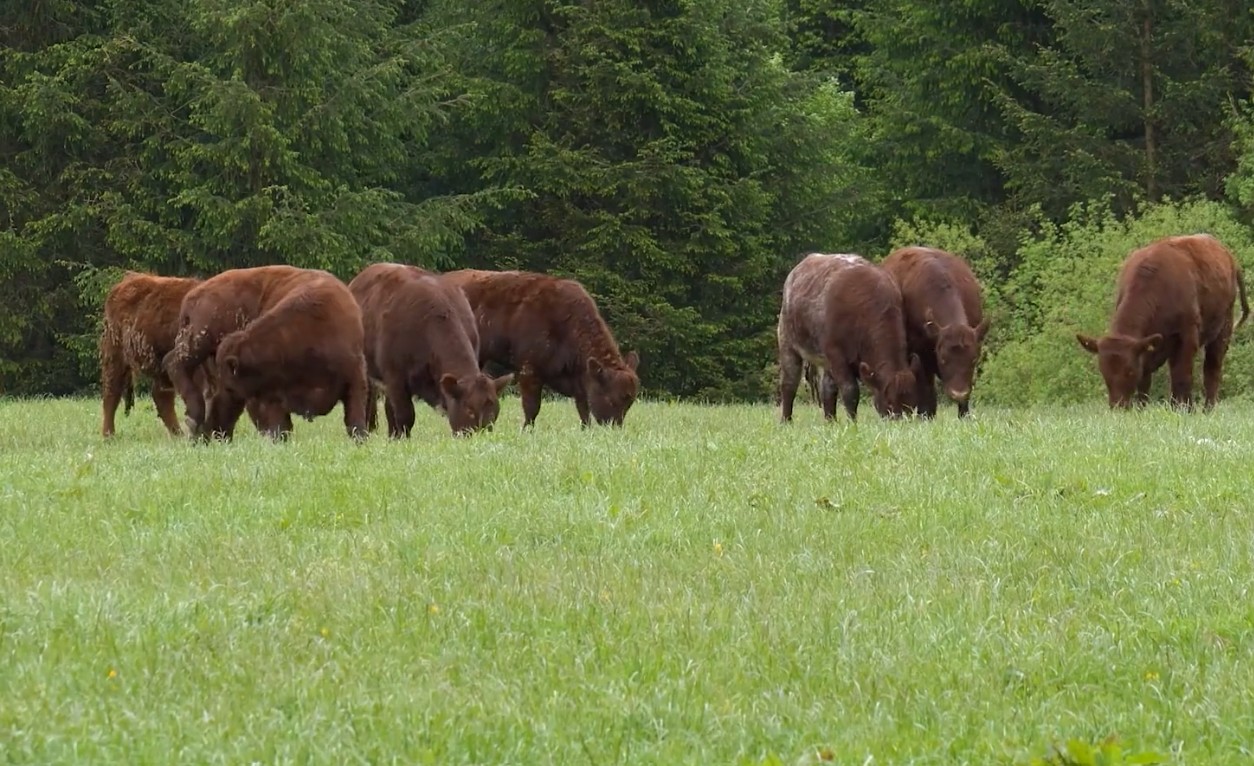 BVD Eradication – Important Changes & Phase 6 | Helping farmers in Scotland