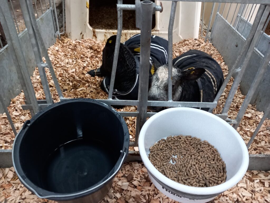 A Guide to Pre-Weaning Nutrition of Dairy Beef Calves | Helping farmers ...