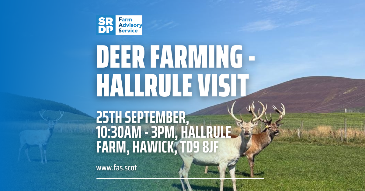 Deer Farming - Hallrule Visit | Events helping farmers in Scotland ...