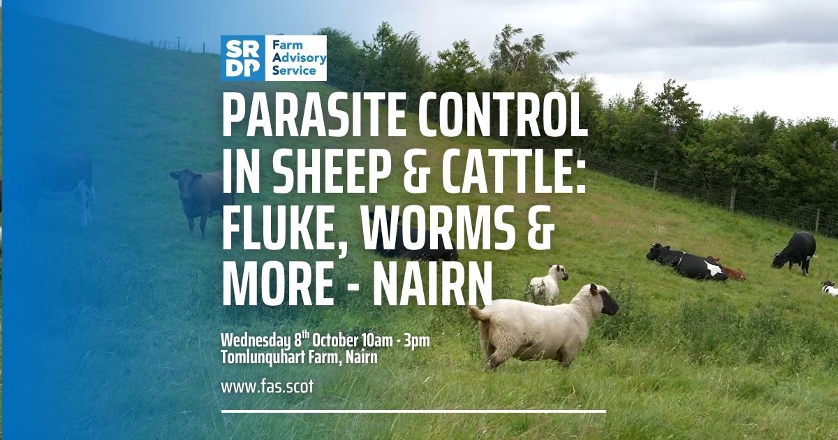 Parasite Control in Sheep & Cattle: Fluke, Worms & More - Nairn ...