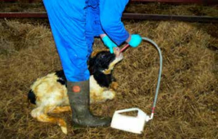 A Guide to Artificial Calf Colostrum | Helping farmers in Scotland