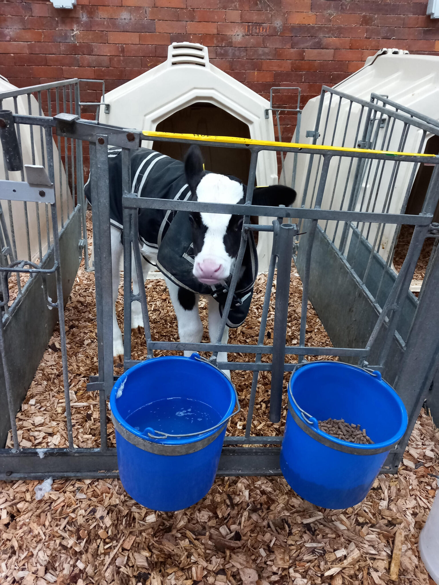 Calf Milk Replacer Guide – What to Use and Why | Helping farmers in ...