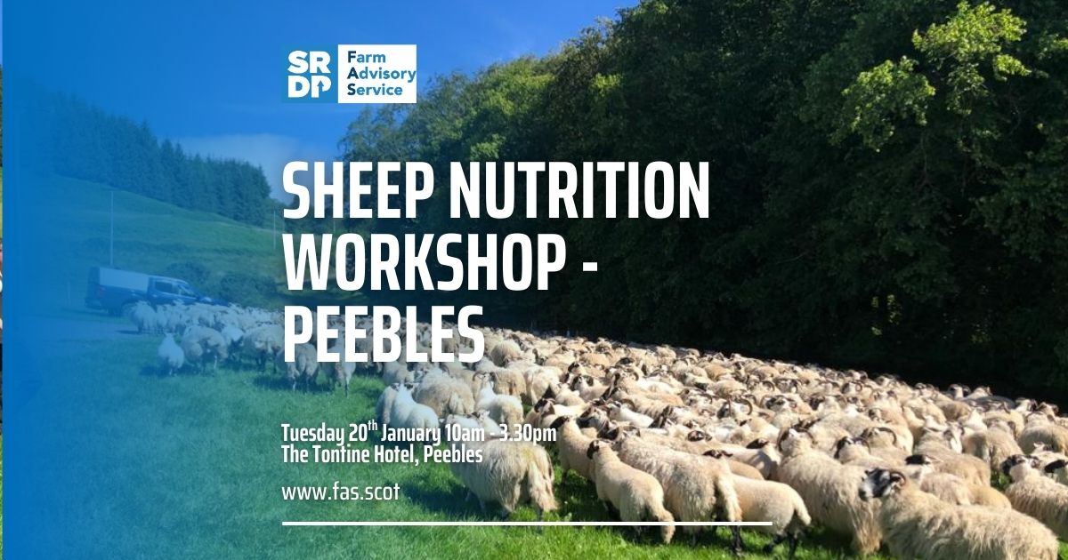 Sheep Nutrition Workshop - Peebles | Events helping farmers in Scotland ...