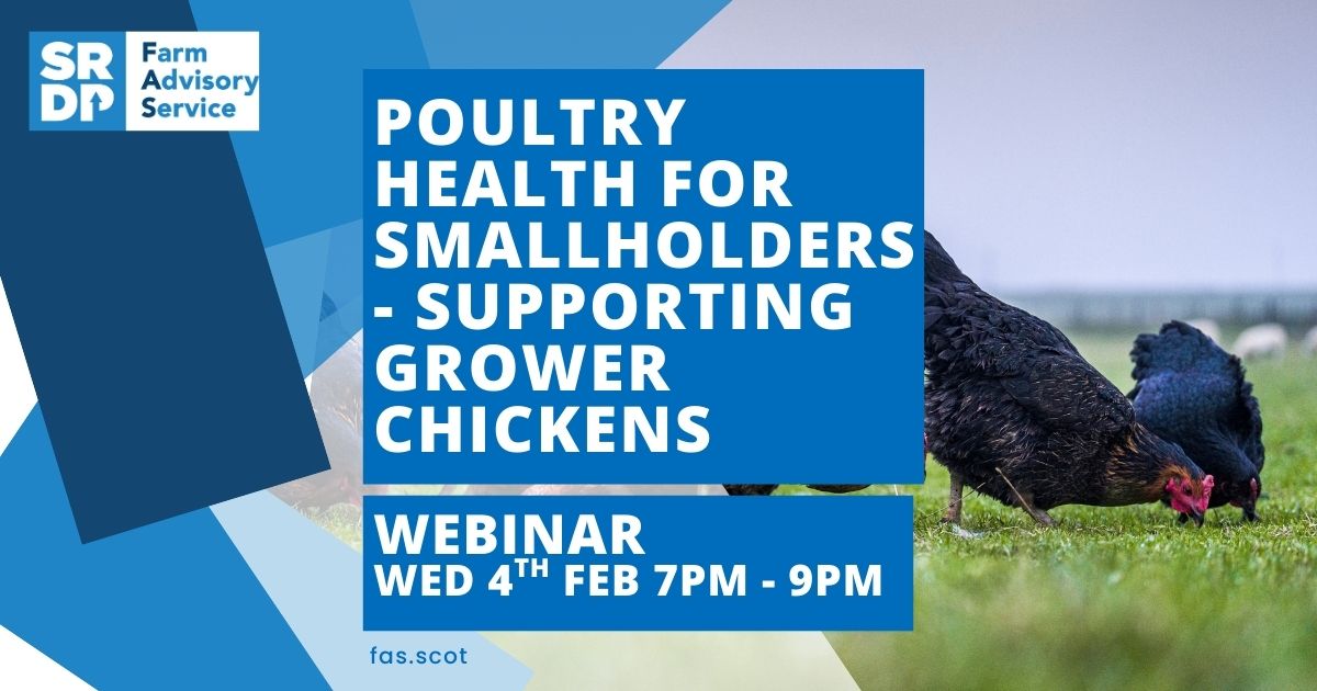 Poultry Health for Smallholders - Supporting Grower Chickens | Events ...