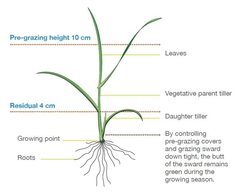 Setting up a New Grass Ley for Success | Helping farmers in Scotland